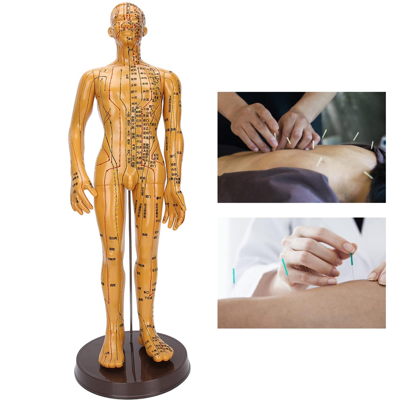 Human Body Acupuncture Model Meridians Natudeco