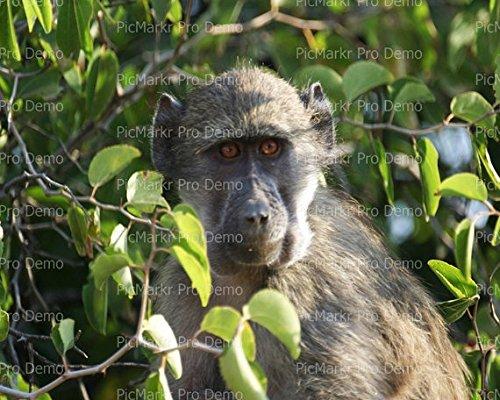 8" Round - Monkey in Branches - Edible Cake/Cupcake Party Topper - D21079