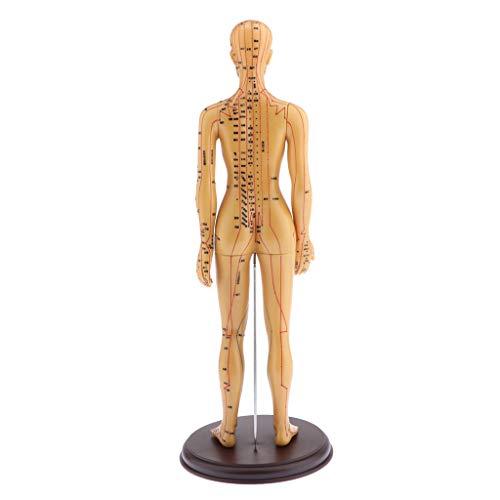 DYNWAVE Professional Human Acupuncture Model DYNWAVE