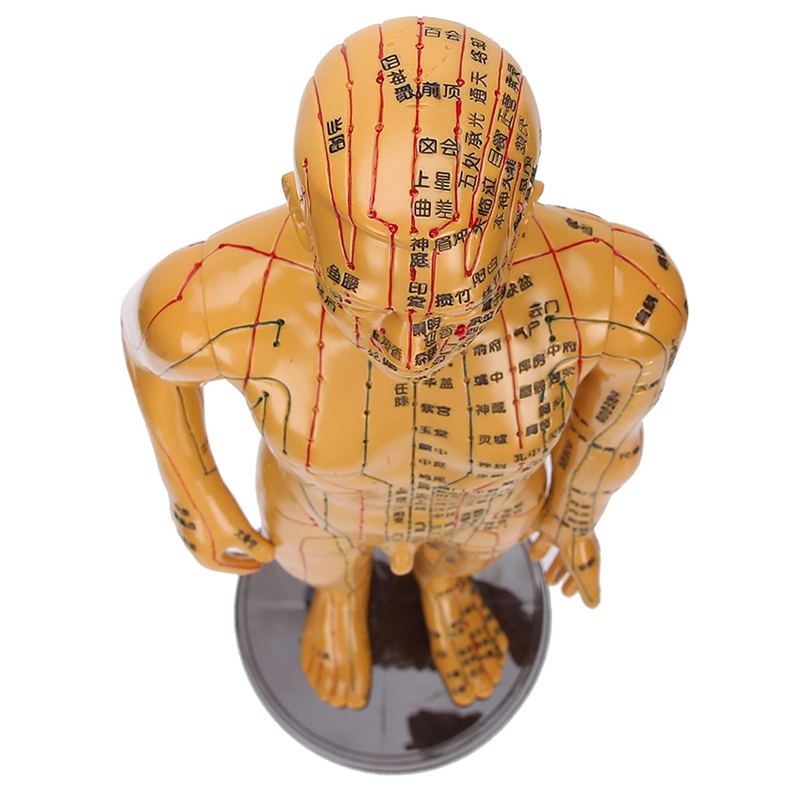 Human Body Acupuncture Model Meridians Natudeco